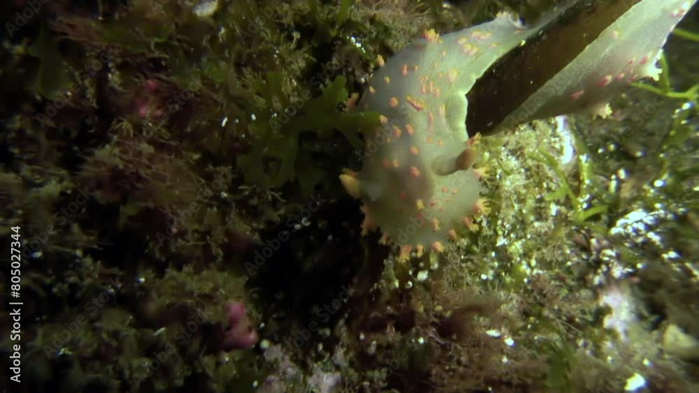 Nudibranch sea slug camouflage in underwater environment of Japanese ...