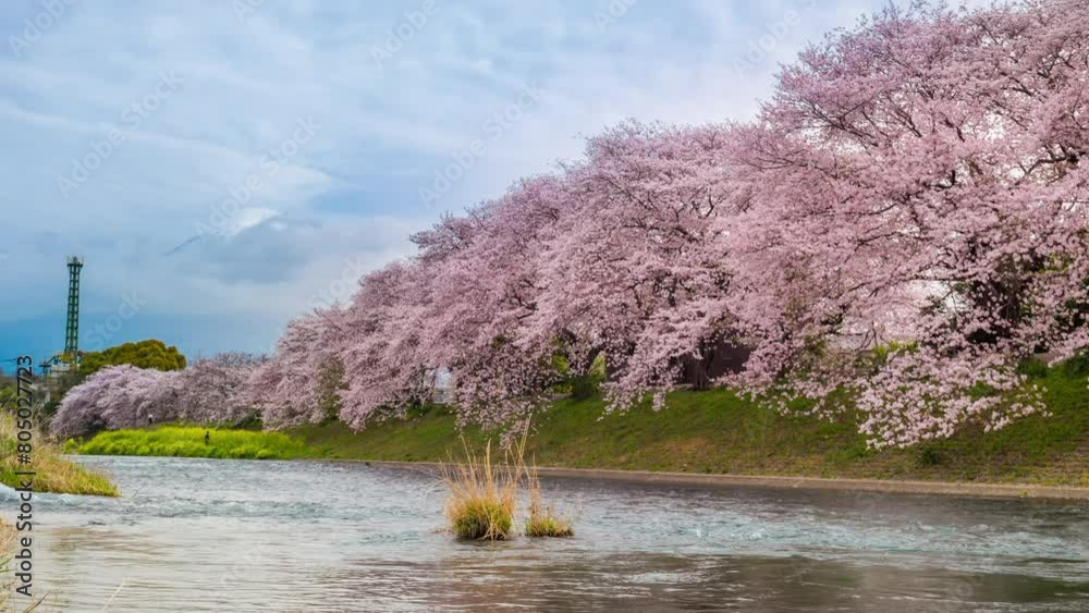 Urui River Sakura with a view of the mountains and Mount Fuji behind in ...