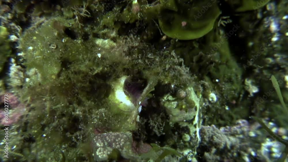 Seaweed in underwater Japanese Sea. Seaweed species and underwater ...
