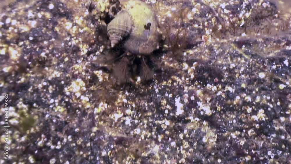 Hermit crab moves along seabed in clean clear water of Japanese Sea ...