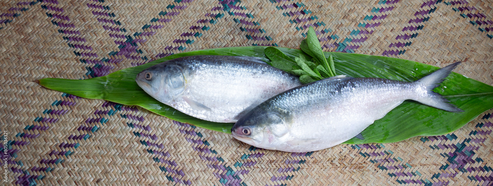 ilish, National fish of Bangladesh Hilsafish ilisha terbuk hilsa ...