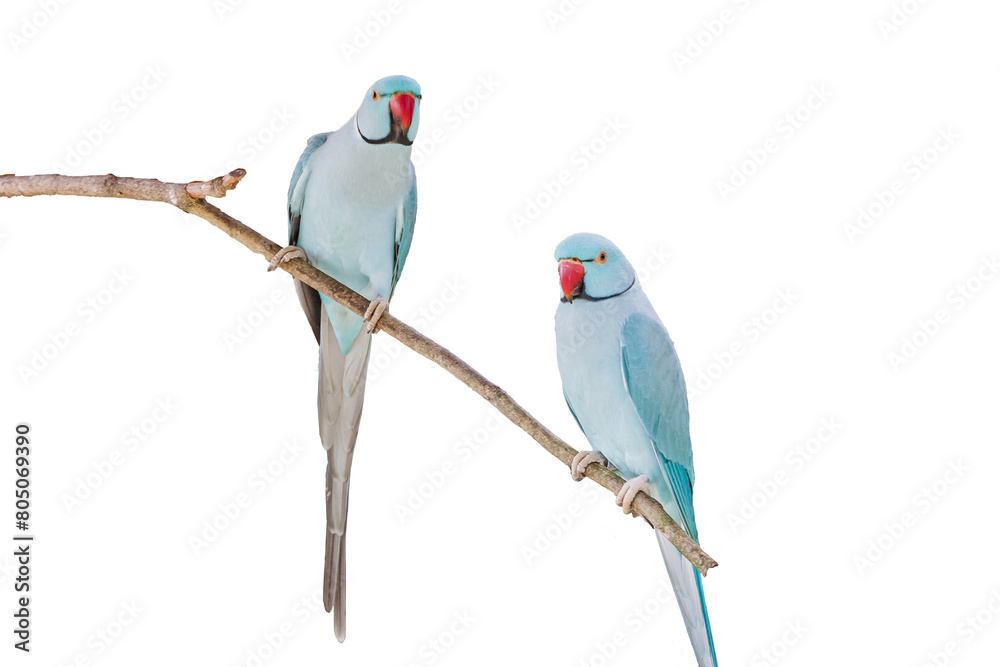 A blue color morph of the the rose-ringed parakeet (Psittacula krameri ...