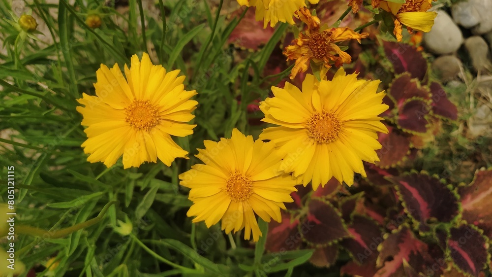 yellow flowers in the garden , Coreopsis lanceolata , lanceleaf ...