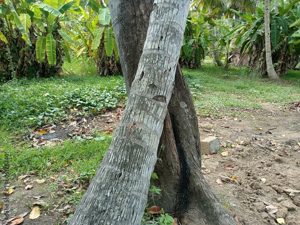 In botany, a tree is a perennial plant with an elongated stem, or trunk ...