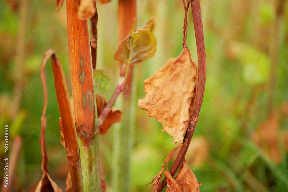 Knotweed Reynoutria sprayed herbicide close-up roundup destroys leaves ...
