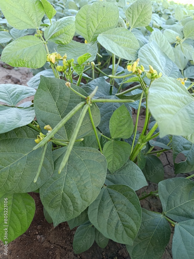 Green Mung bean crop close up in agriculture field, Mung bean green ...