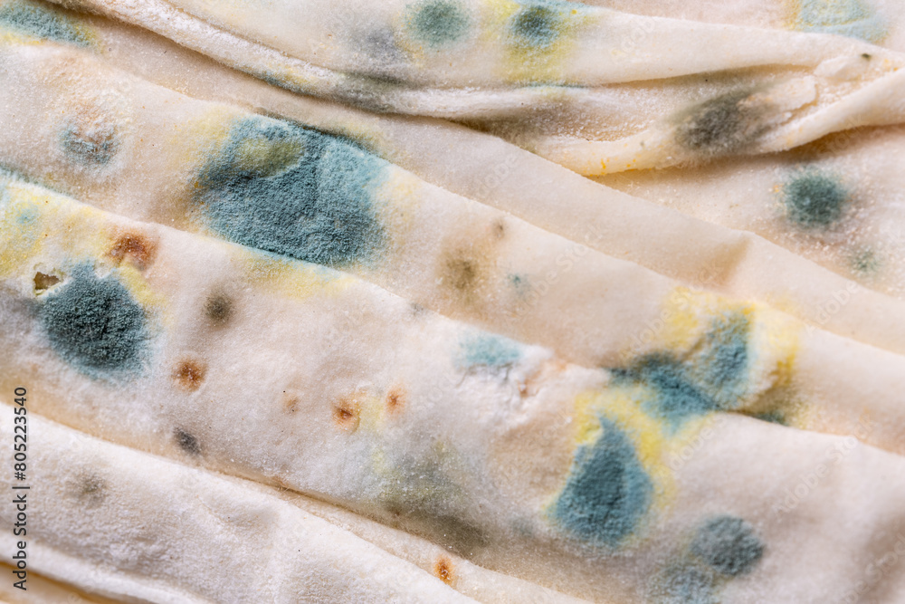 Bread molds close-up. Rhizopus stolonifer is commonly known as black ...