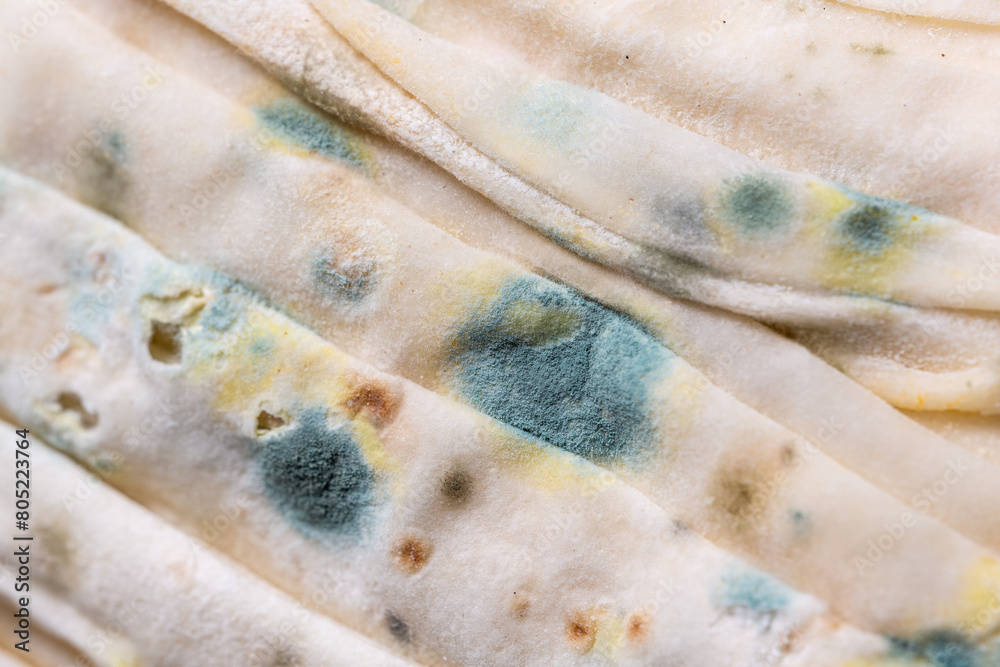 Bread molds close-up. Rhizopus stolonifer is commonly known as black ...