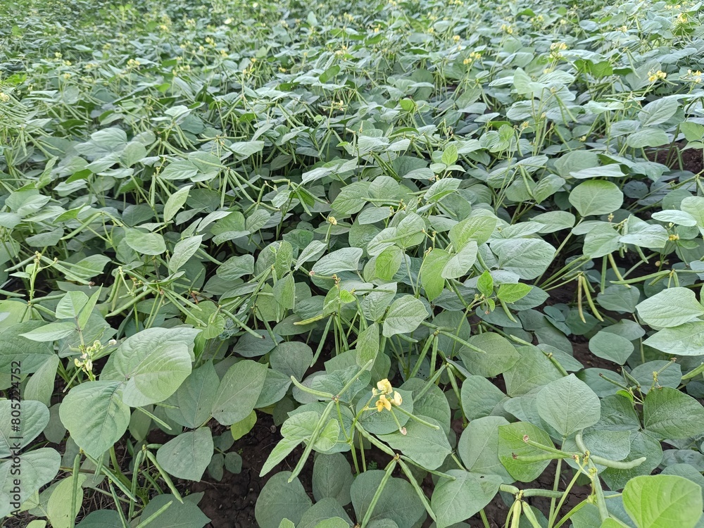 Green Mung bean crop close up in agriculture field, Mung bean green ...