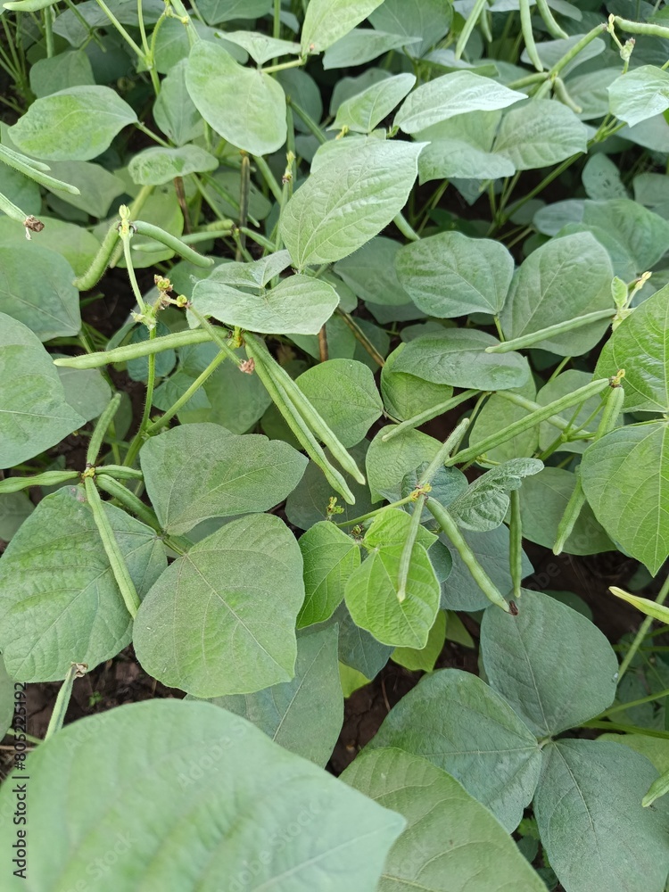 Green Mung bean crop close up in agriculture field, Mung bean green ...