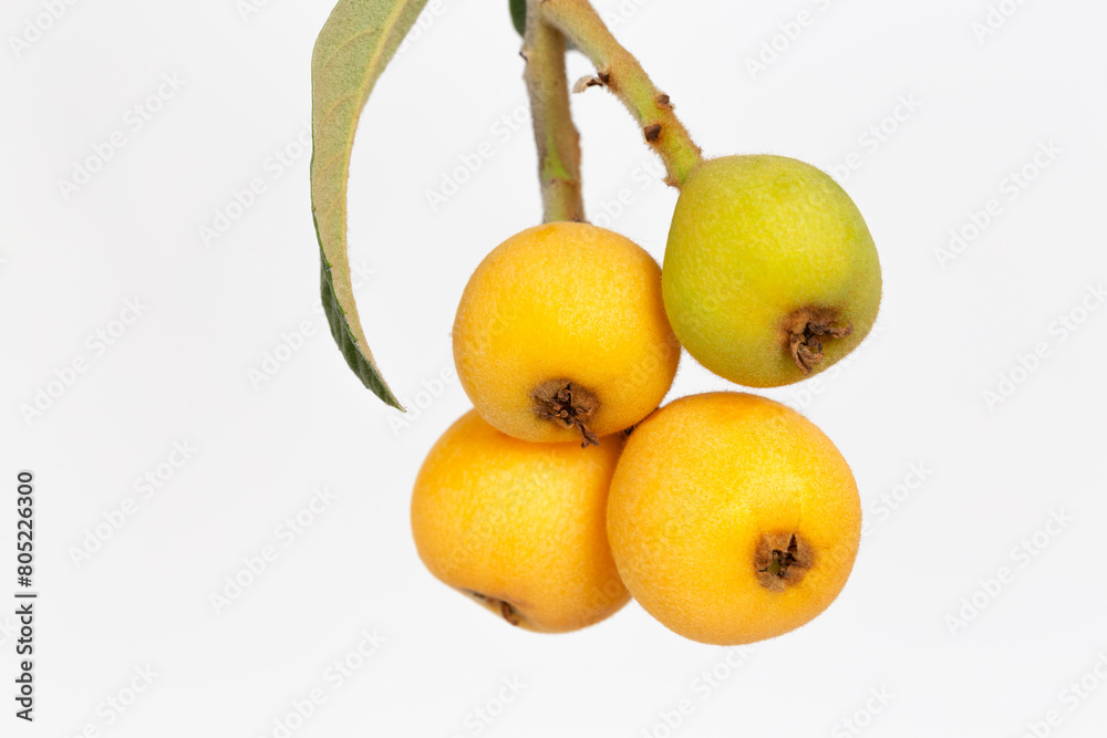 Loquat fruits on branch isolated on white background. The loquat or ...