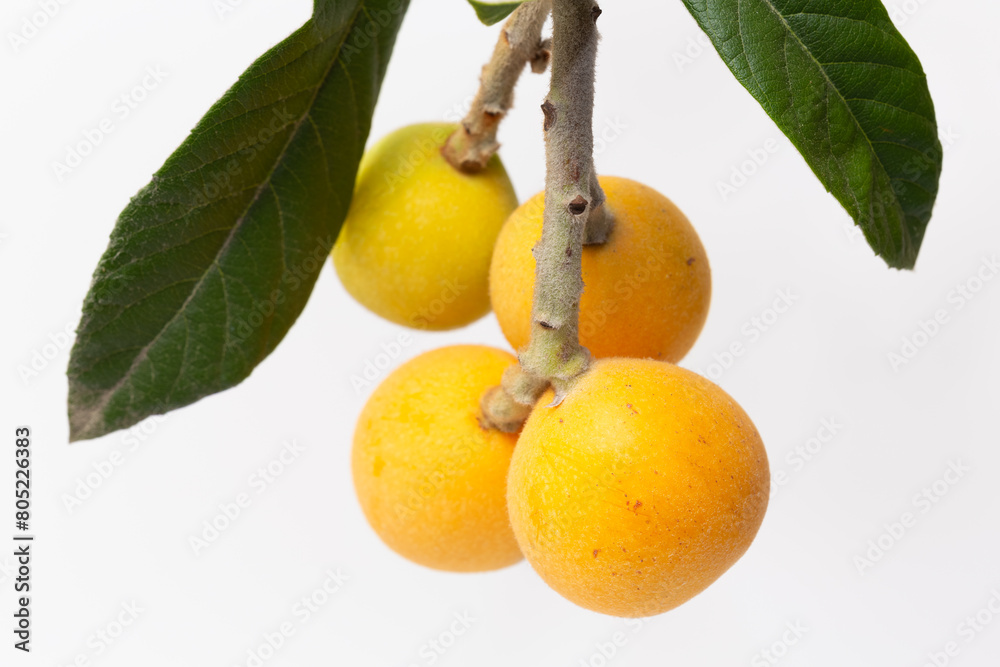 Loquat fruits on branch isolated on white background. The loquat or ...