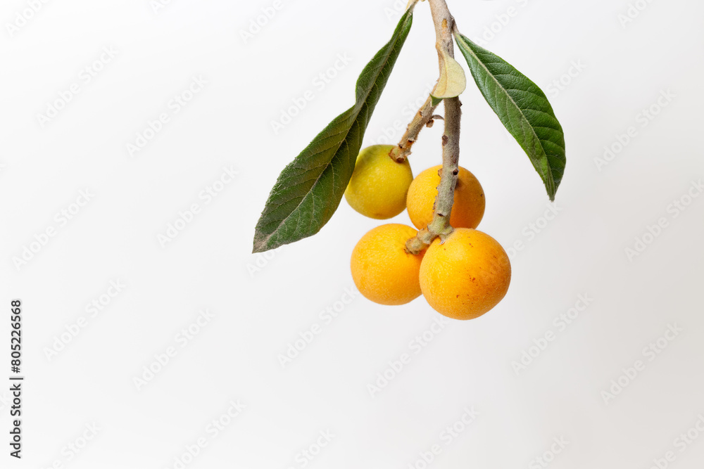 Loquat fruits on branch isolated on white background. The loquat or ...