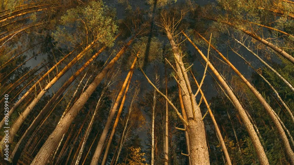 Slider shot Night Sky Stars Above Crowns Of Pines Trees Woods. Natural ...