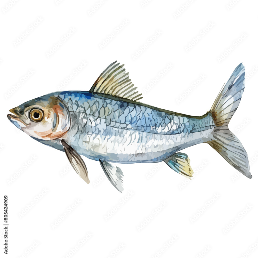 Vecteur Stock Watercolor Illustration painting of a mullet fish ...