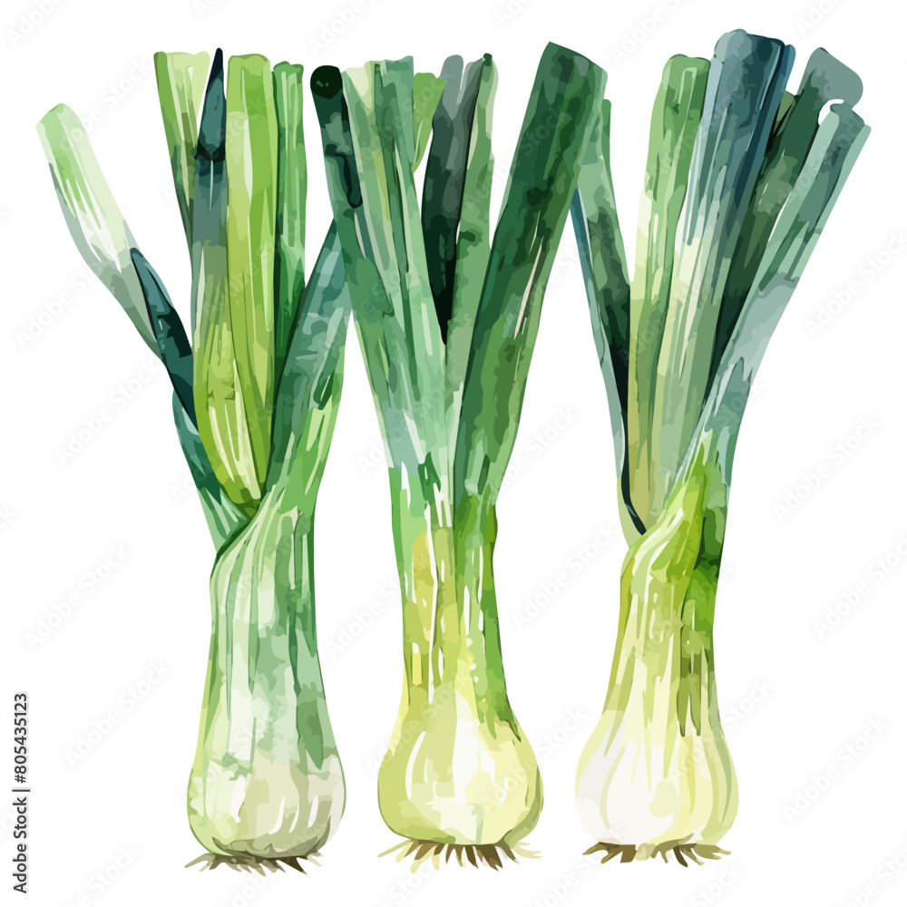 Watercolor clipart vector of leeks set, isolated on a white background ...