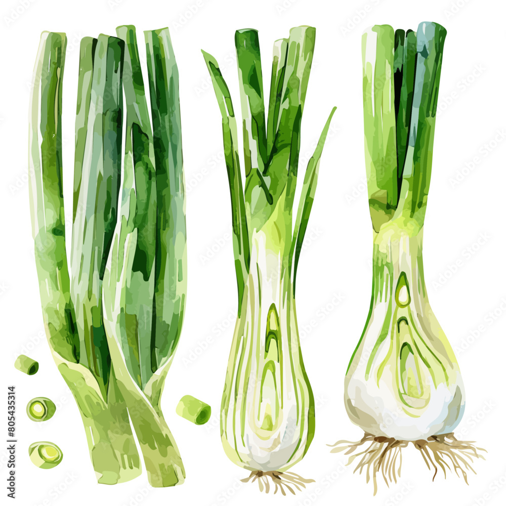 Watercolor painting of leek set, isolated on a white background, leek ...