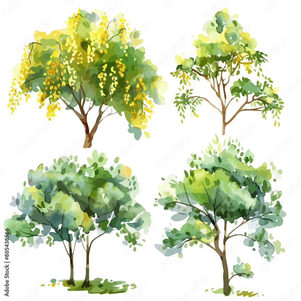 Watercolor painting of a Acacia, isolated on a white background, Acacia ...