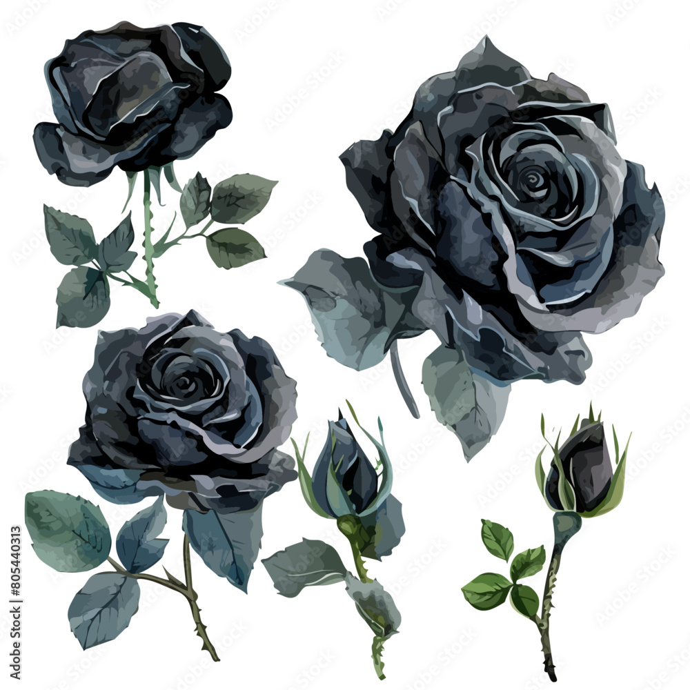 Watercolor painting of a black rose, isolated on a white background ...