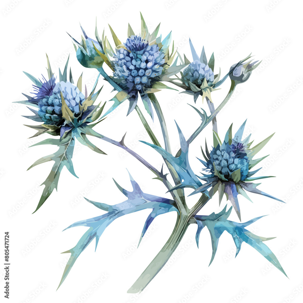 Watercolor vector of a eryngium flower (Eryngos Plant) caeruleum ...