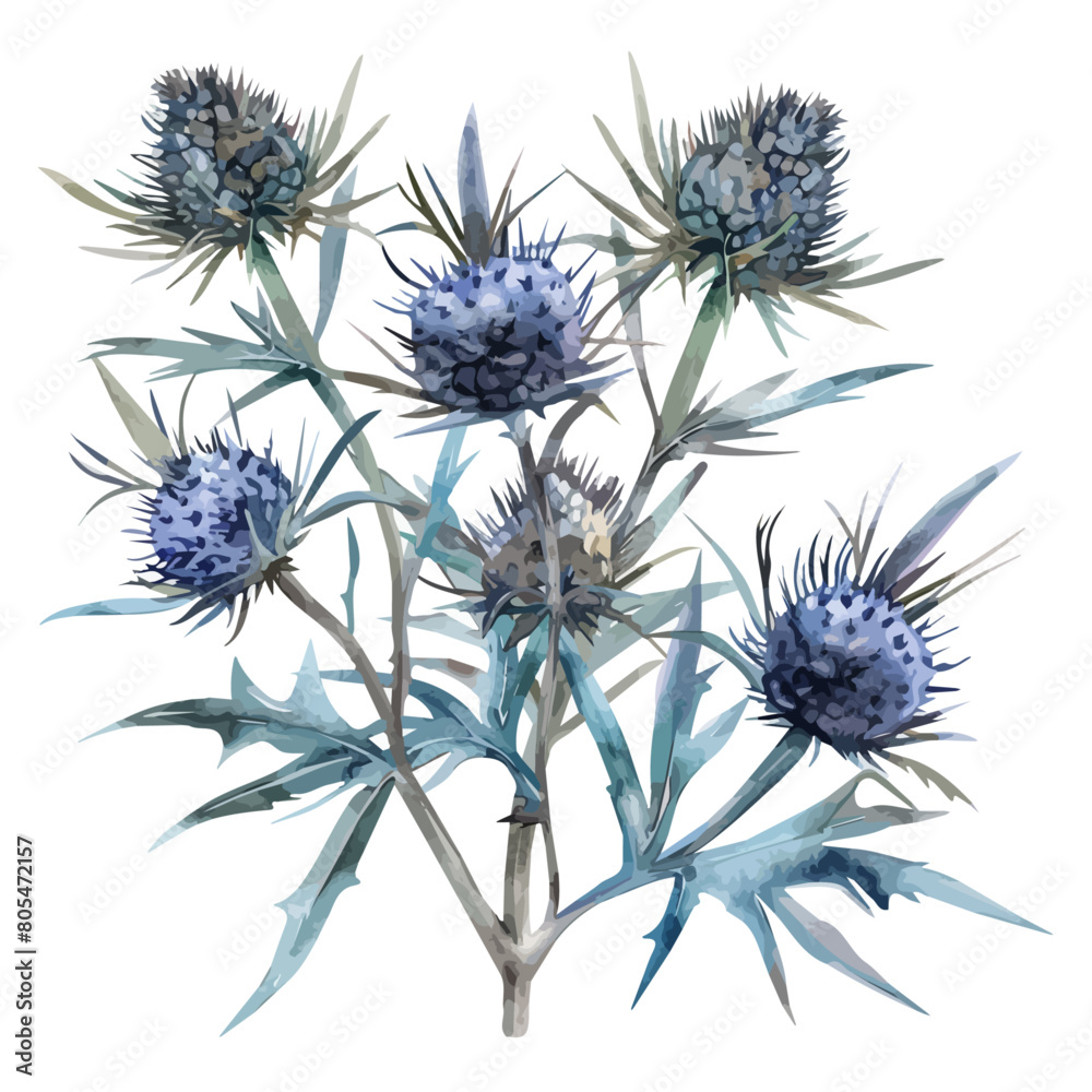 Vecteur Stock Watercolor Illustration painting of a eryngium (Eryngos ...