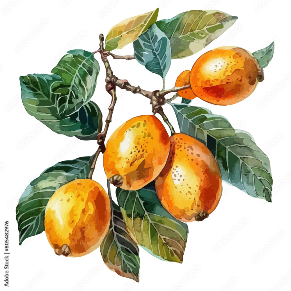 Watercolor drawing of a Loquat fruit, isolated on a white background ...