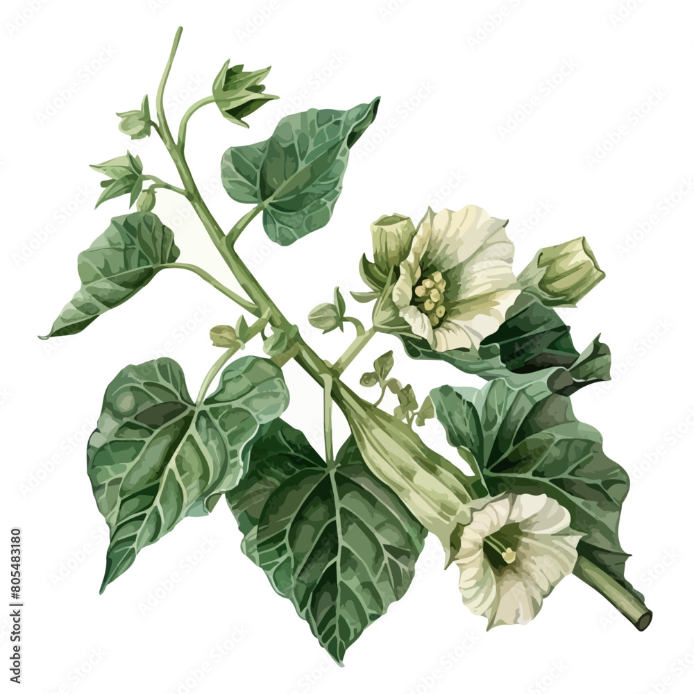 Watercolor drawing of a okra with flower, isolated on a white ...