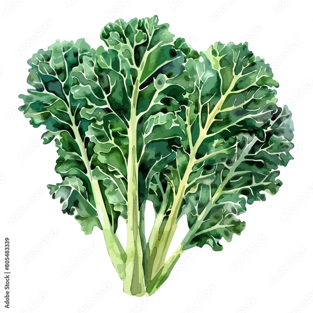 Watercolor Illustration of a kale, isolated on a white background, kale ...