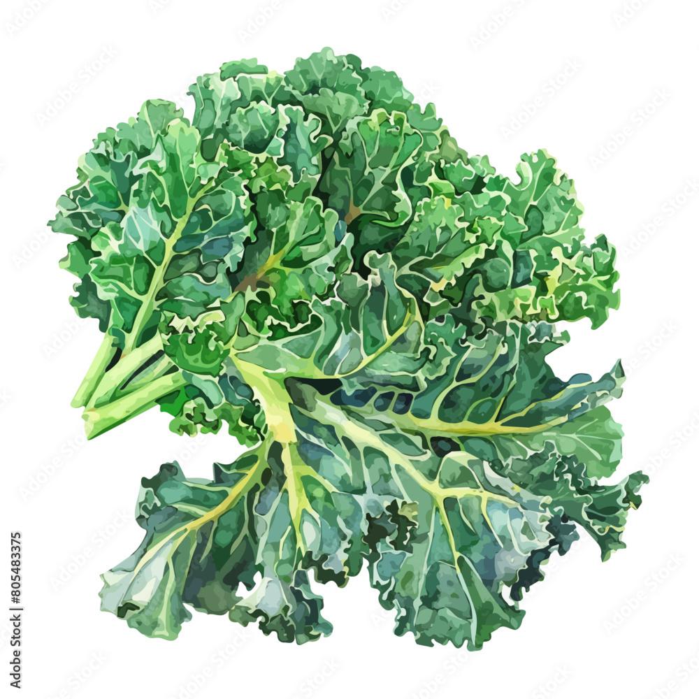 Watercolor painting of a kale, isolated on a white background, kale ...