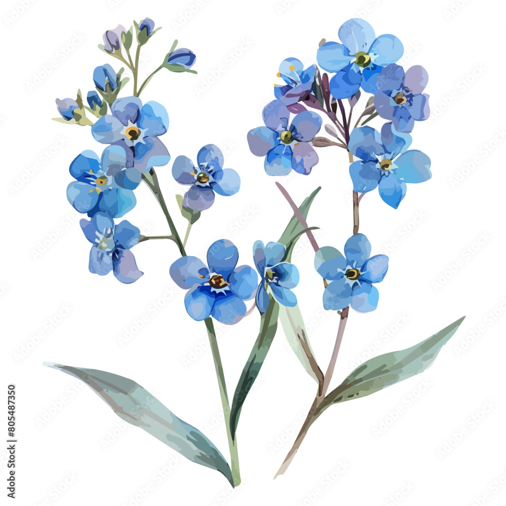 Watercolor Illustration vector of a Myosotis (Scorpion grasses ...