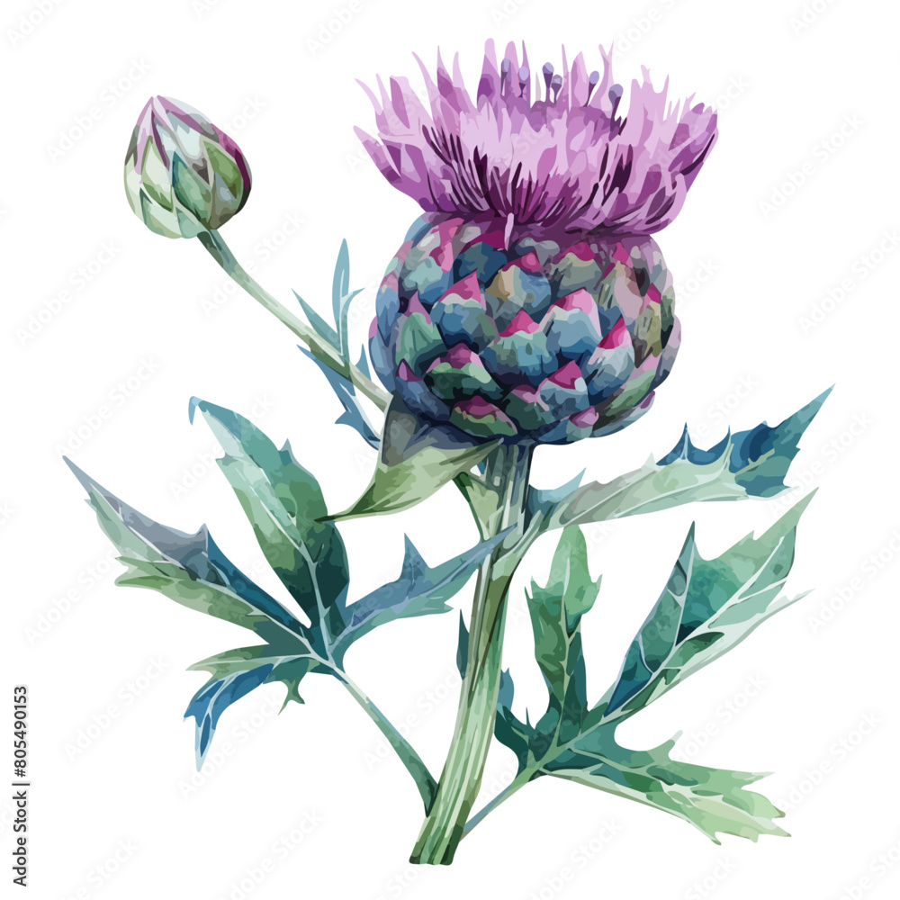 Watercolor Vector painting of a thistle flower (silybum marianum ...