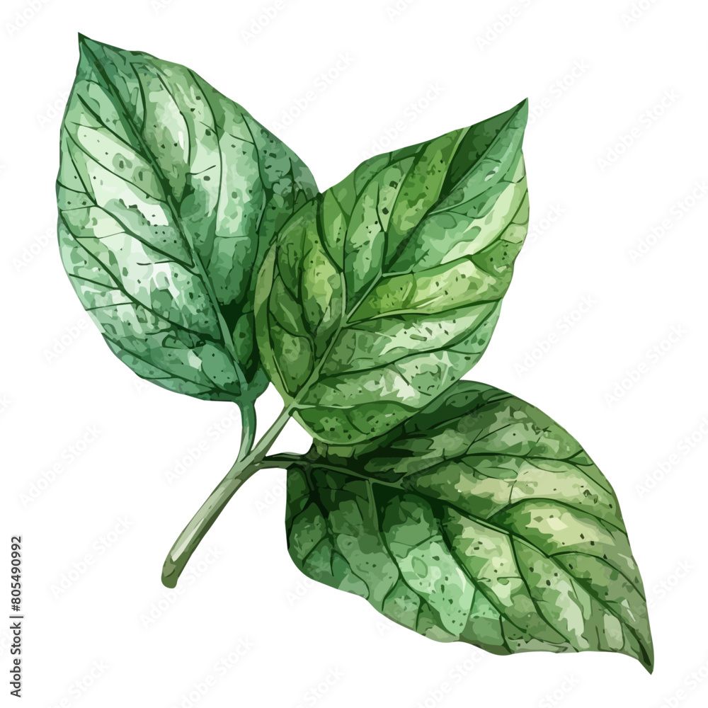 Watercolor painting of a Solenostemon (Coleus), isolated on a white ...