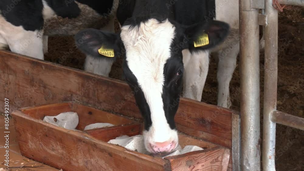 A cow licking salt stones in the barn. Simmental cattle. Dairy farm ...