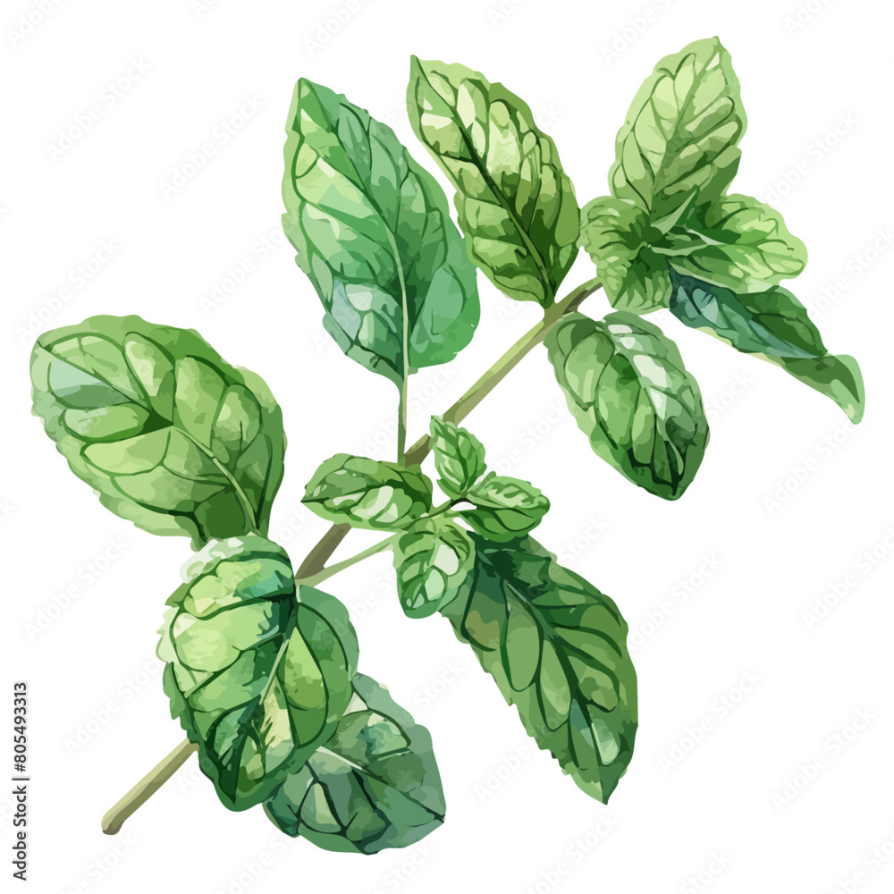 Watercolor painting of a mint leaves, isolated on a white background ...