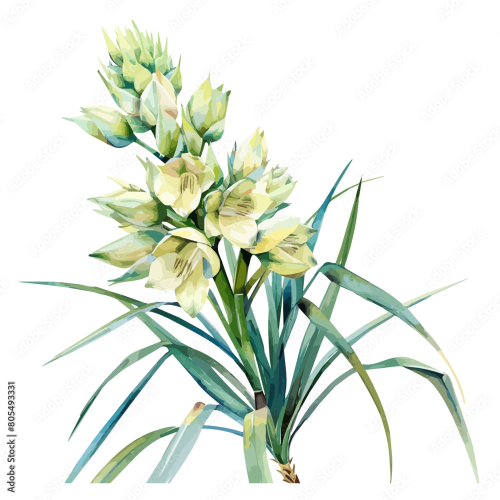 Watercolor vector of a yucca flower, isolated on a white background ...