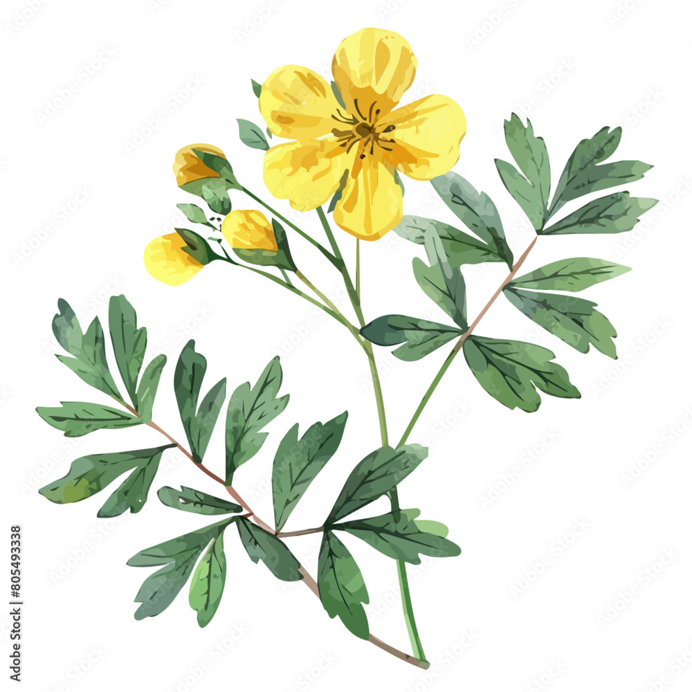 Watercolor of a Bindii (Tribulus terrestris), isolated on a white ...