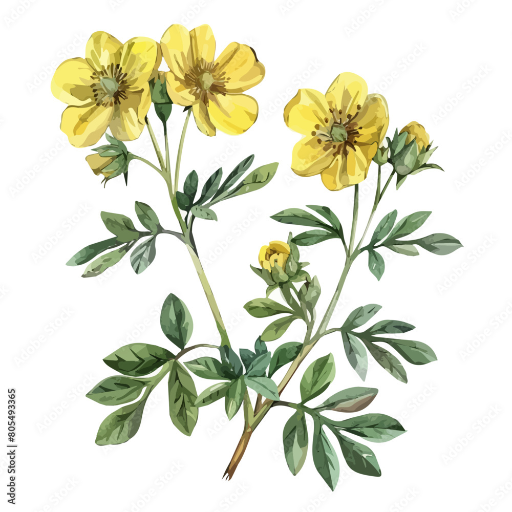 Watercolor clipart vector of a Bindii (Tribulus terrestris), isolated ...