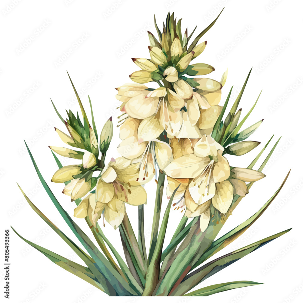Watercolor Vector painting of a yucca flower, isolated on a white ...