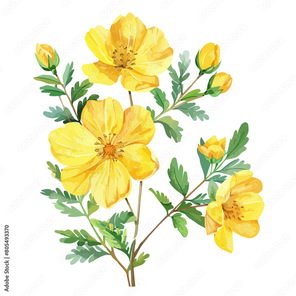 Watercolor vector of a Bindii (Tribulus terrestris), isolated on a ...