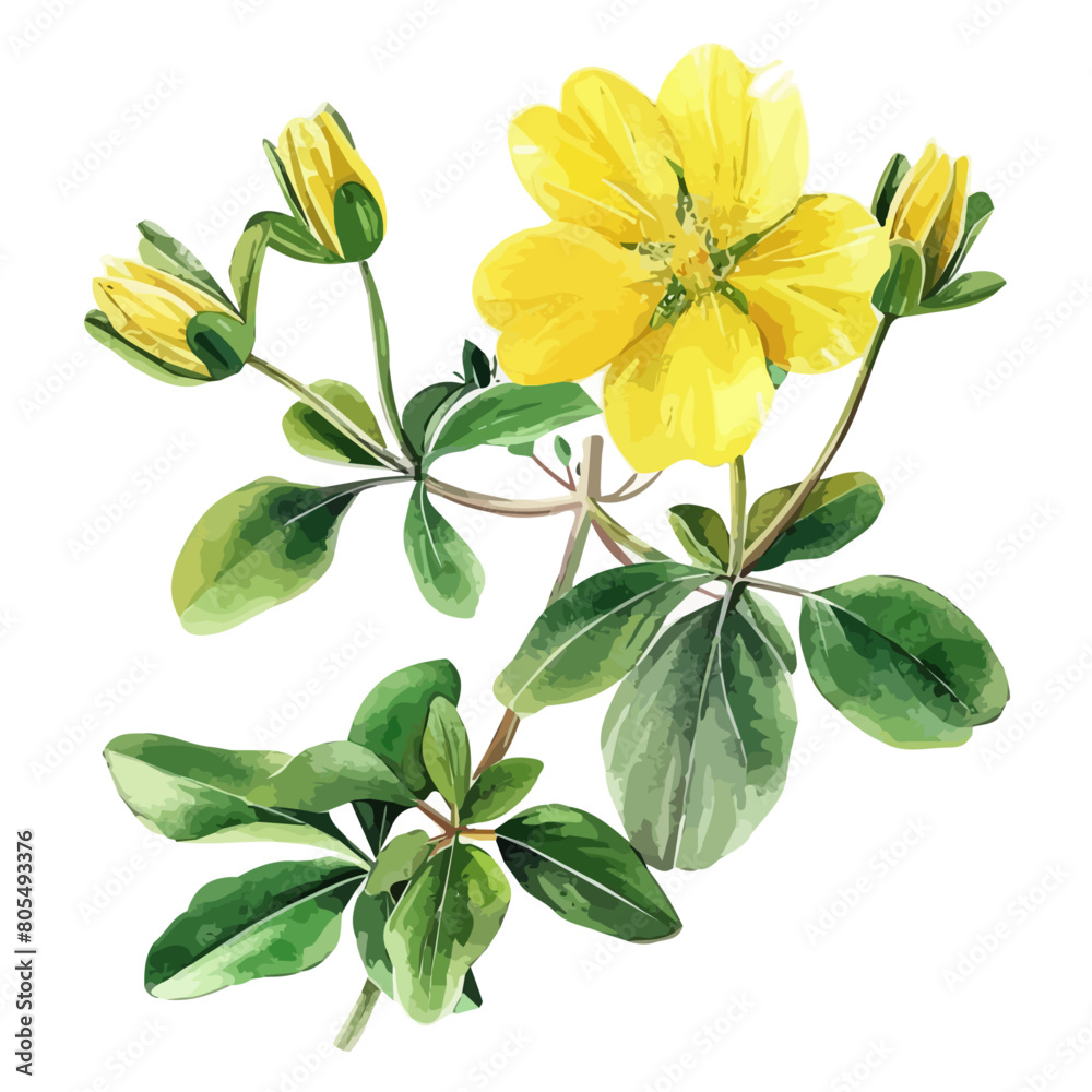 Watercolor painting of a Bindii (Tribulus terrestris), isolated on a ...