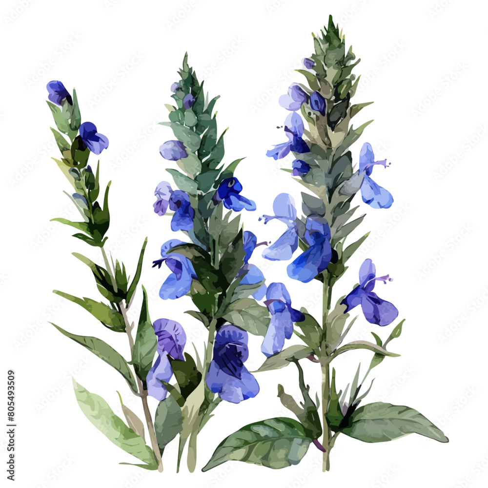 Watercolor vector of veronica flower (Salvia), isolated on a white ...