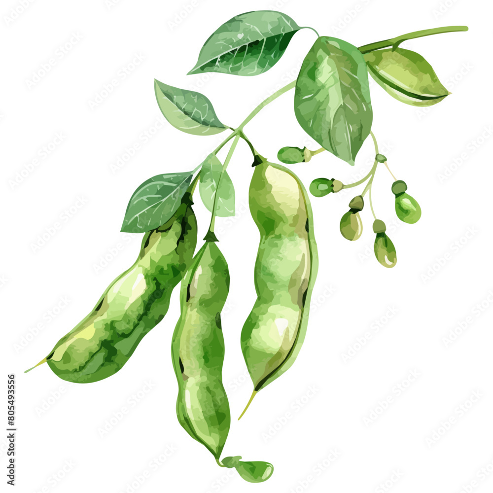 Watercolor vector of a vicia faba (Broad bean), pea, isolated on a ...