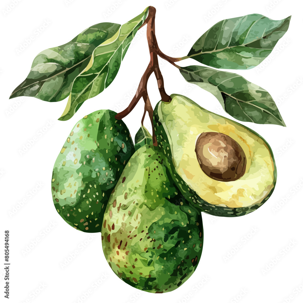 Watercolor Illustration of a avocado branch, isolated on a white ...