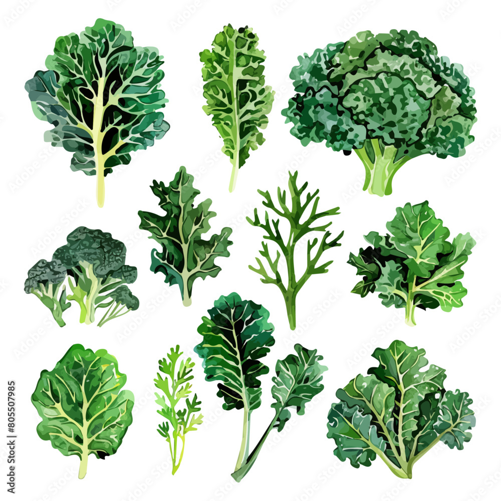 Watercolor Graphic vector of kales set, isolated on a white background ...