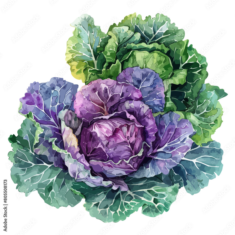 Watercolor painting of a kale, isolated on a white background, kales ...