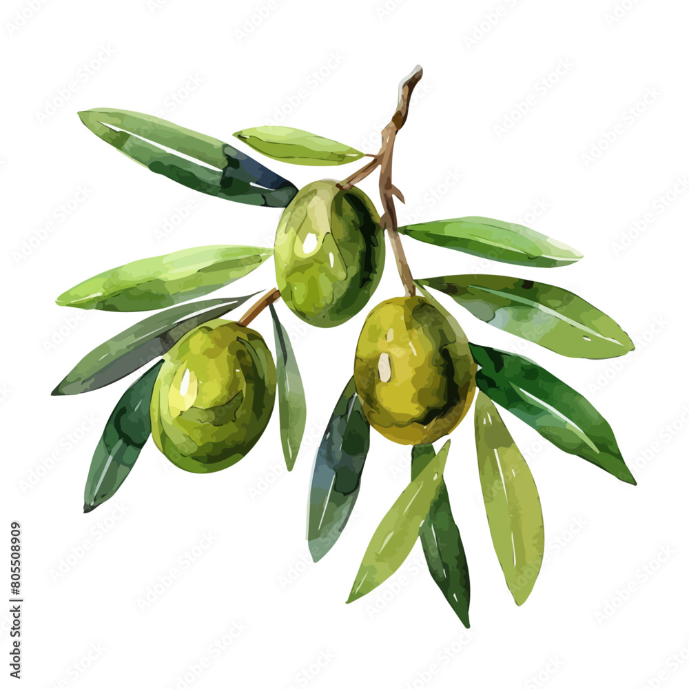 Watercolor drawing clipart of a olive fruit, isolated on a white ...