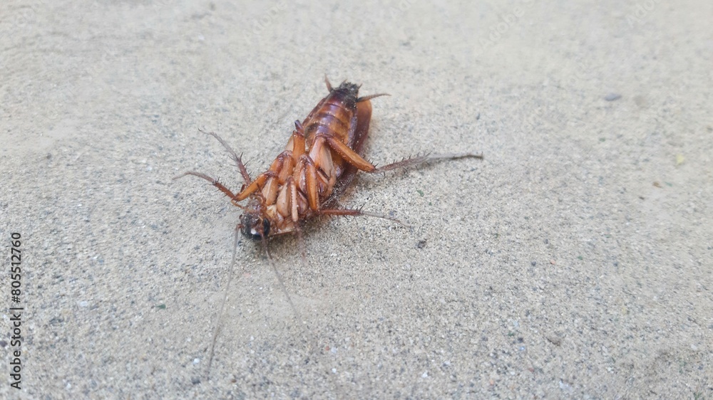 Slow motion footage of cockroach dying. The cockroach is dying. He is ...