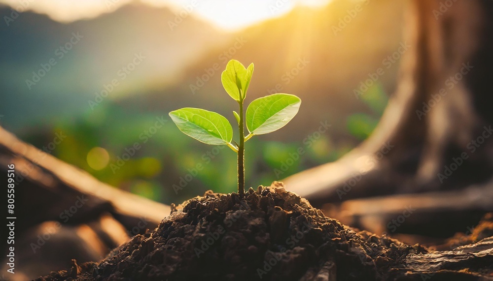 new life growth future concept a strong seedling growing in the old ...
