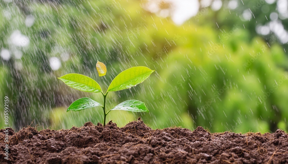 small fresh plant growing on the ground in the rain with nature bokeh ...