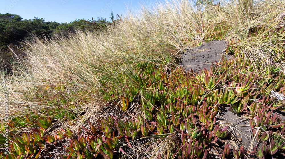 Plantas de doca (Carpobrotus chilensis) y Ammophila arenaria, para ...